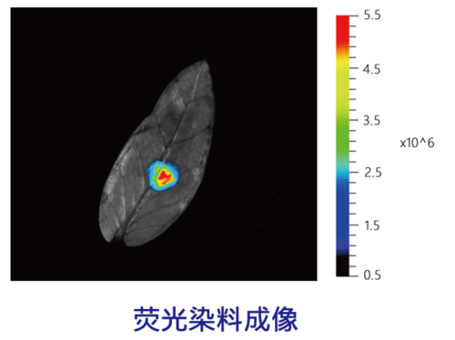 GS-5000P植物活体成像系统 - 京仪科技(广州)有限公司