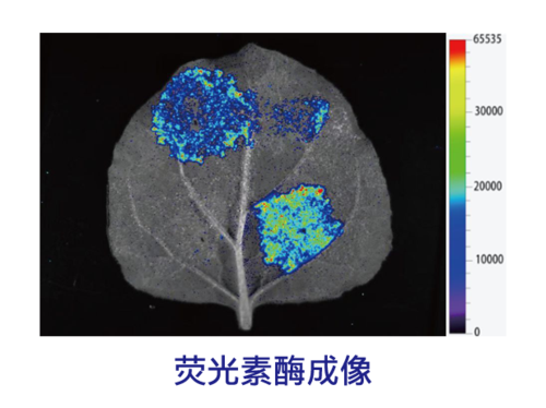 GS-5000P植物活体成像系统 - 京仪科技(广州)有限公司